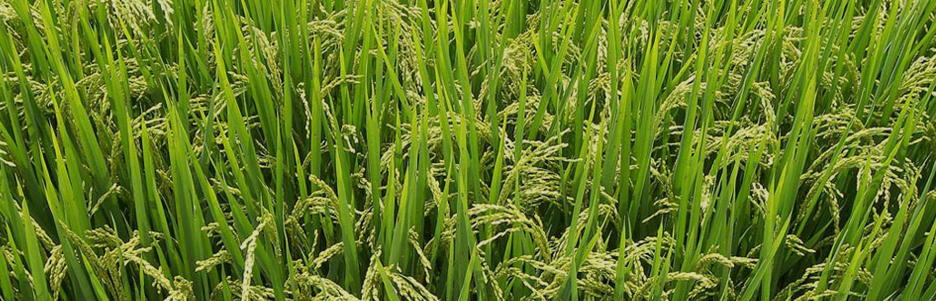 Research Paddy – Sona Genetics